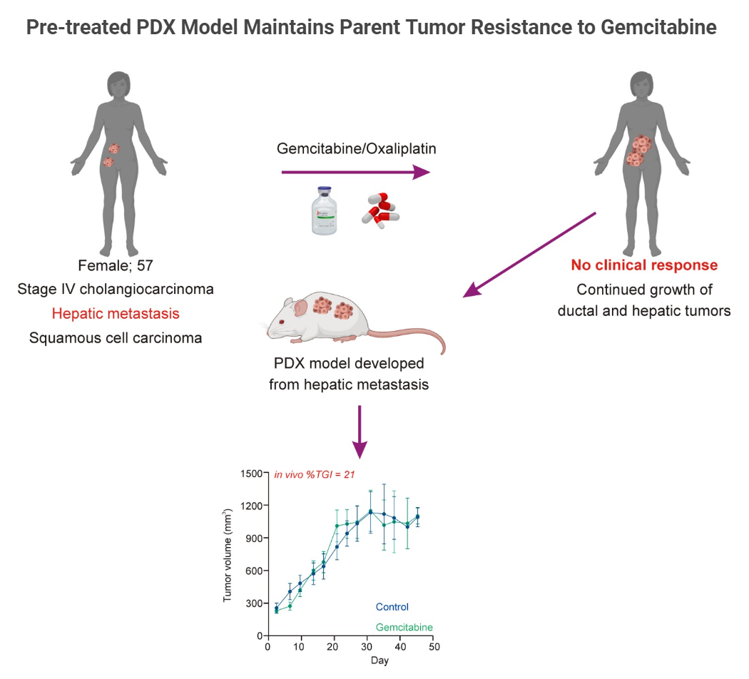 Accelerating Innovation & Drug Development with Pre-treated PDX Models